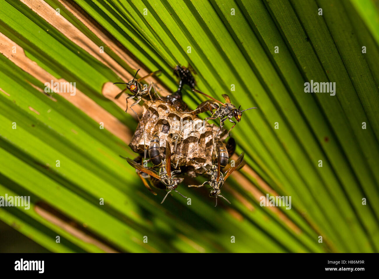 Wasp (Vespidae) nest under palm leaf in lowland rainforest, Panguana ...