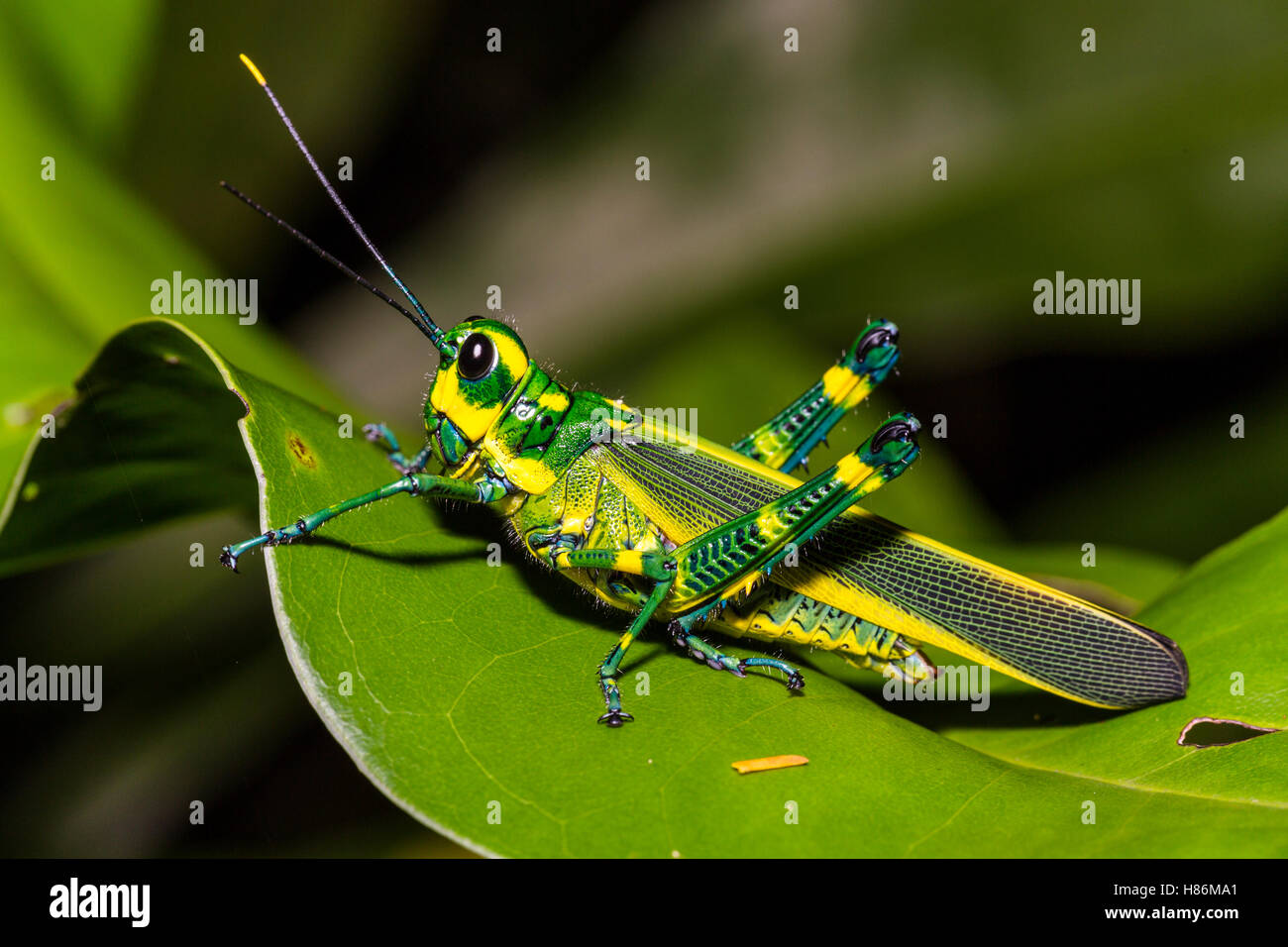 Lubber Grasshopper (Chromacris sp) in rainforest, Panguana Nature ...