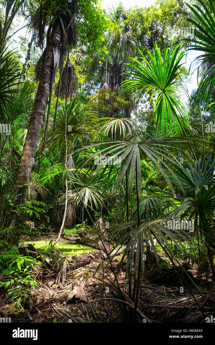Lowland rainforest, Panguana Nature Reserve, Peru Stock Photo - Alamy