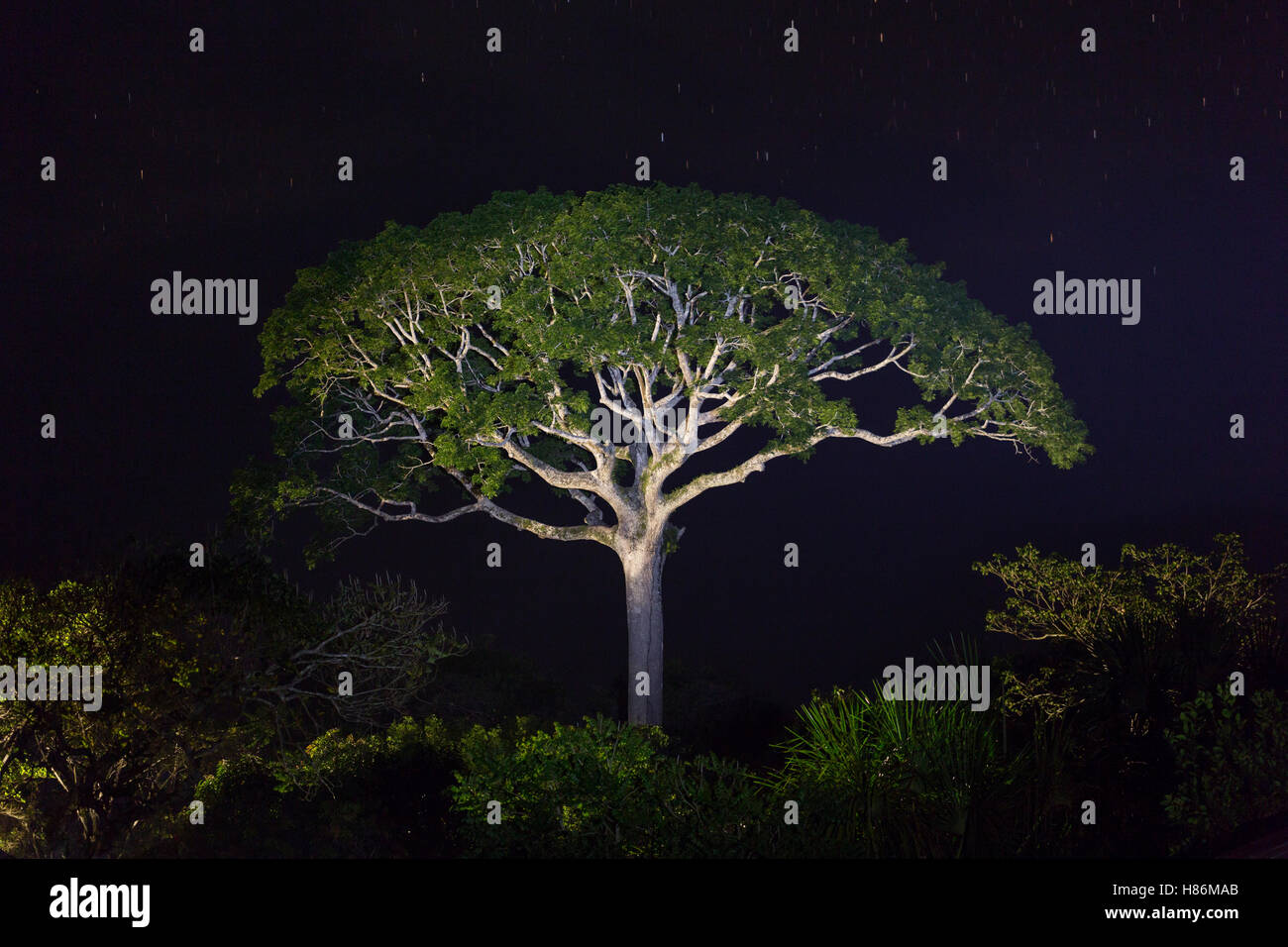 White Silk Floss Tree (Chorisia insignis) at night, Panguana Nature ...