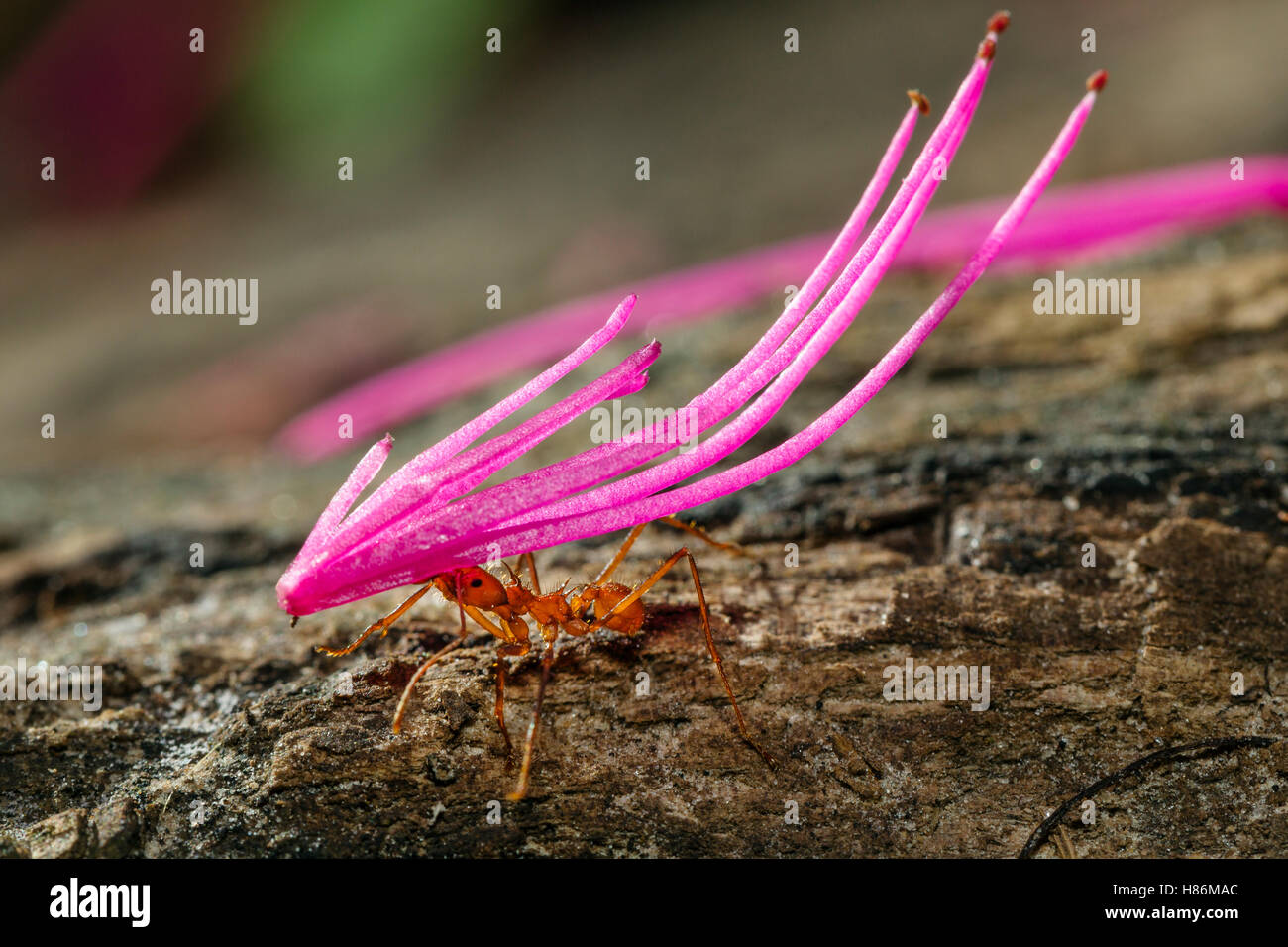 Leafcutter Ant (Atta cephalotes) carrying flower, Panguana Nature ...