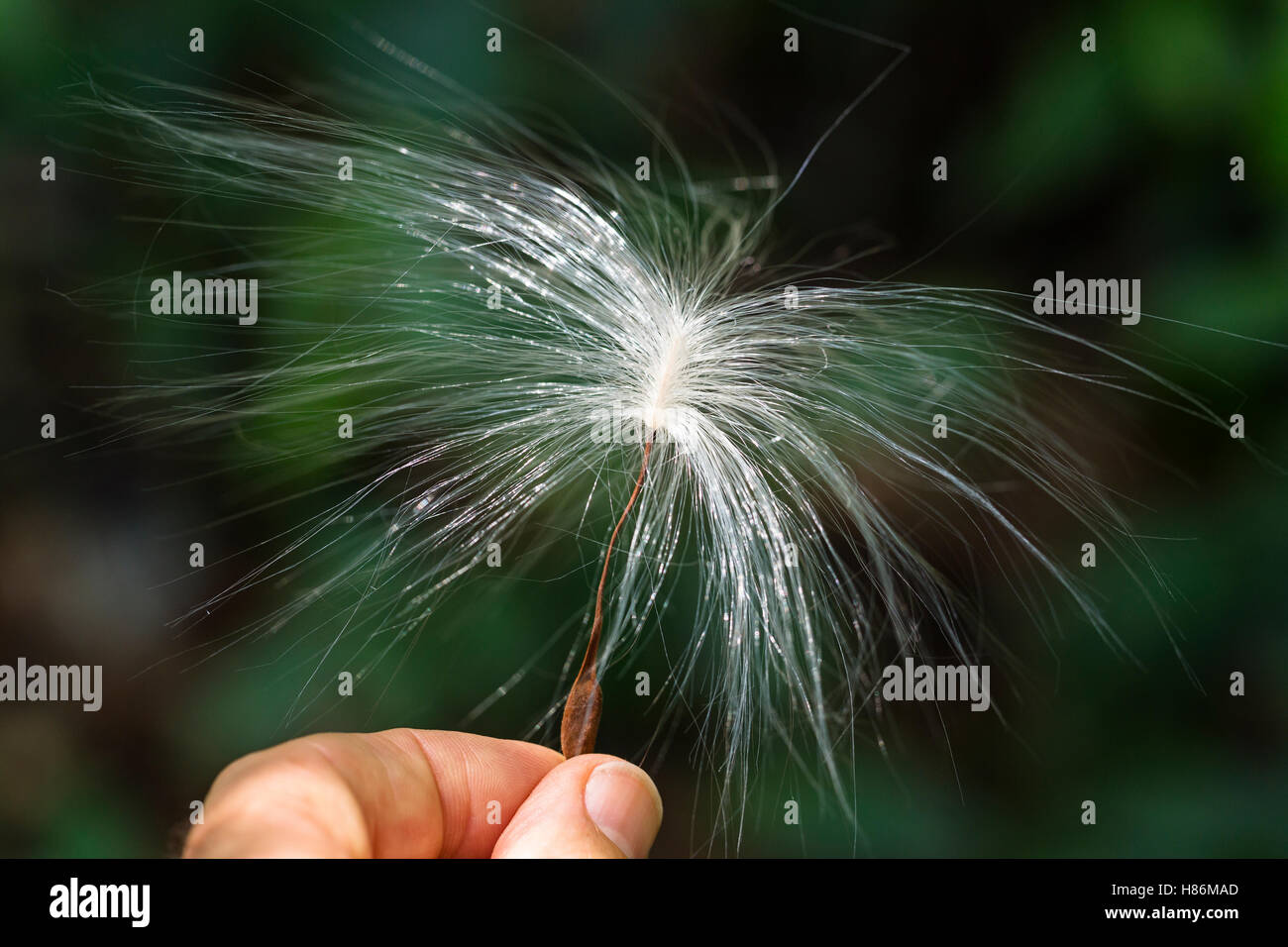 Seed in lowland rainforest, Panguana Nature Reserve, Peru Stock Photo ...