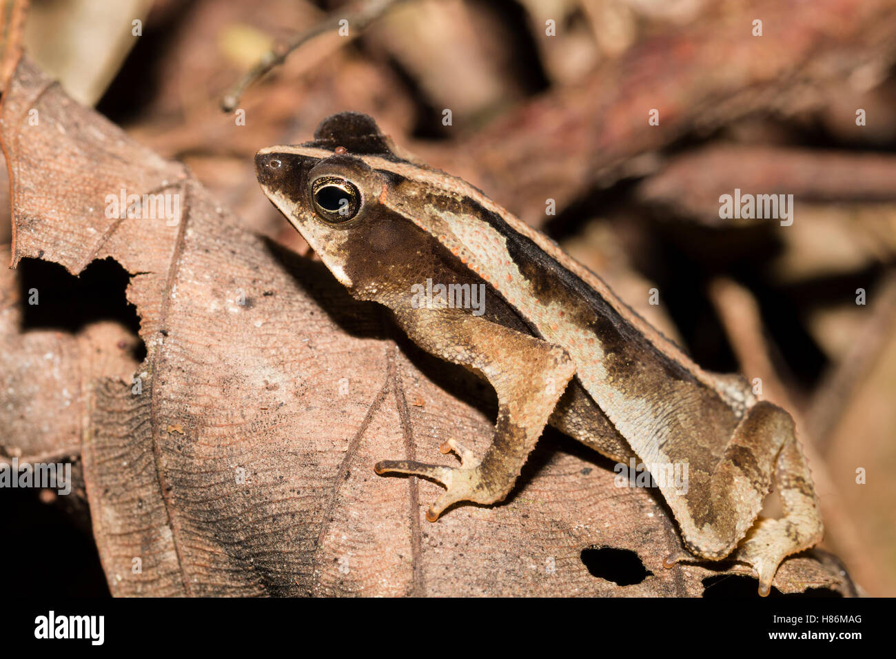 South American Common Toad (Rhinella margaritifera) camouflaged in ...