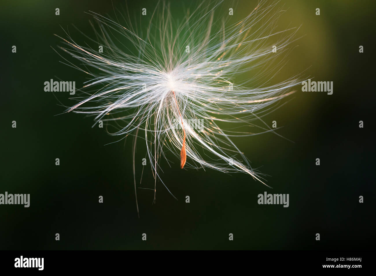 Seed dropping in lowland rainforest, Panguana Nature Reserve, Peru ...