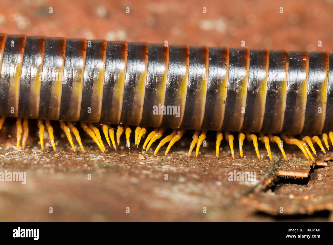 Millipede walking in rainforest, Panguana Nature Reserve, Peru Stock ...
