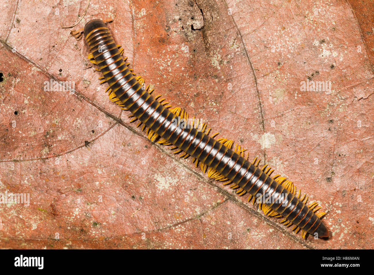 Millipede in rainforest, Panguana Nature Reserve, Peru Stock Photo - Alamy