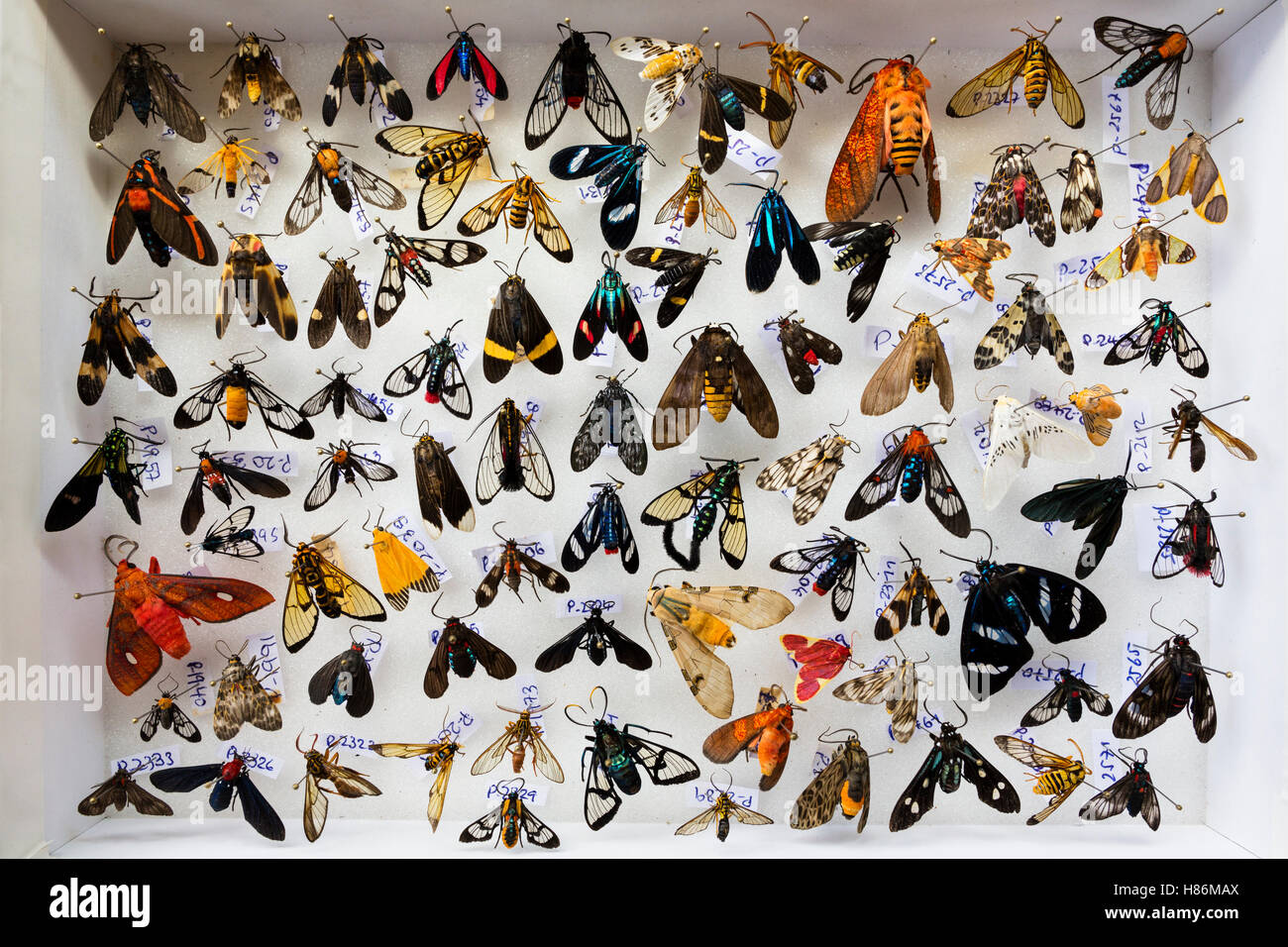 Moth (Erebidae) and butterfly collection, Panguana Nature Reserve, Peru Stock Photo - Alamy