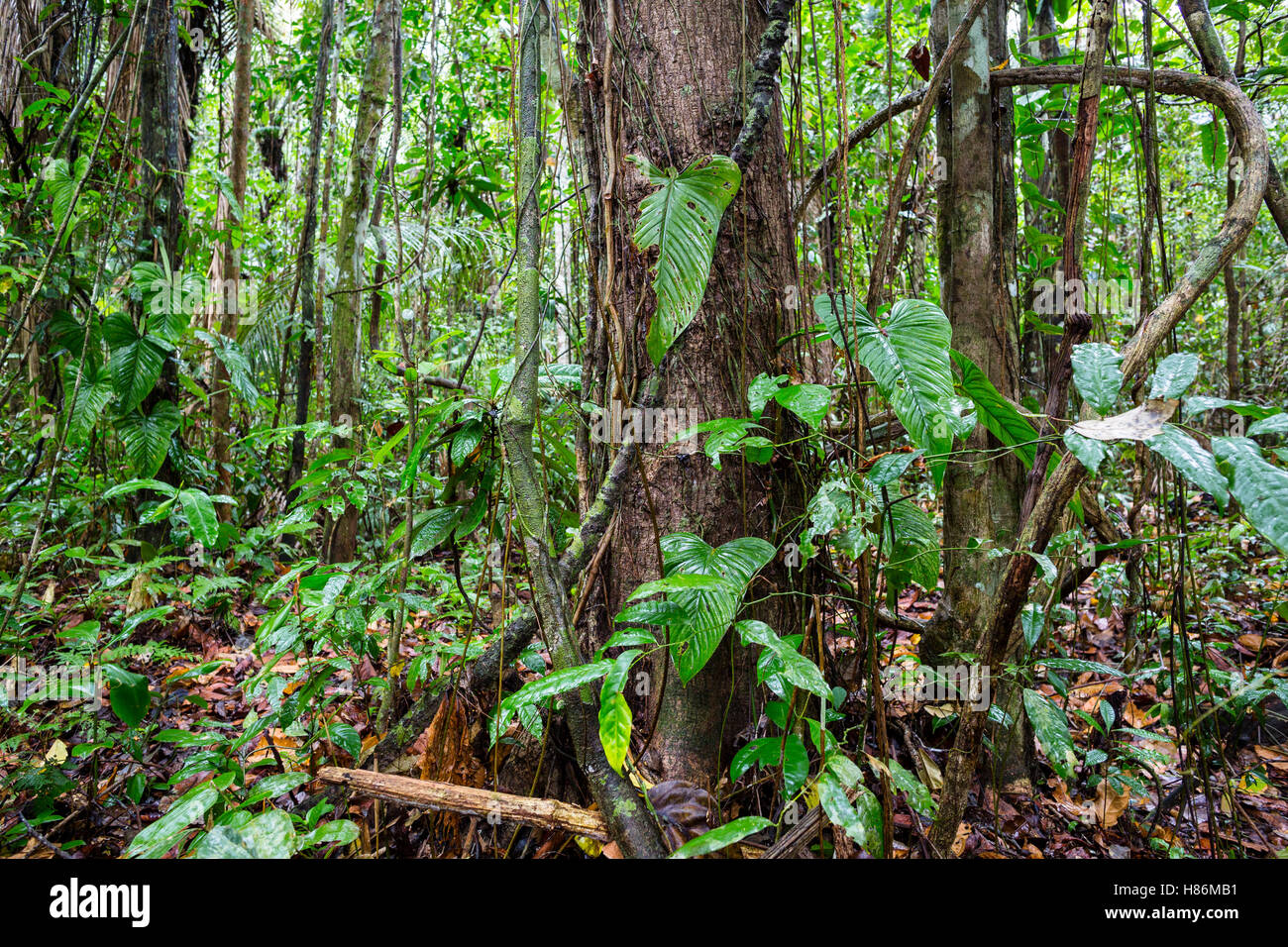 Lowland rainforest, Panguana Nature Reserve, Peru Stock Photo - Alamy