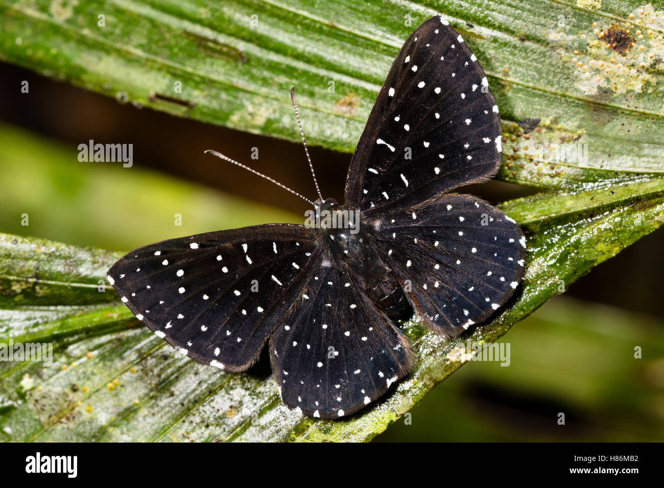 Starry Night Metalmark (Echydna punctata) butterfly, Panguana Nature ...