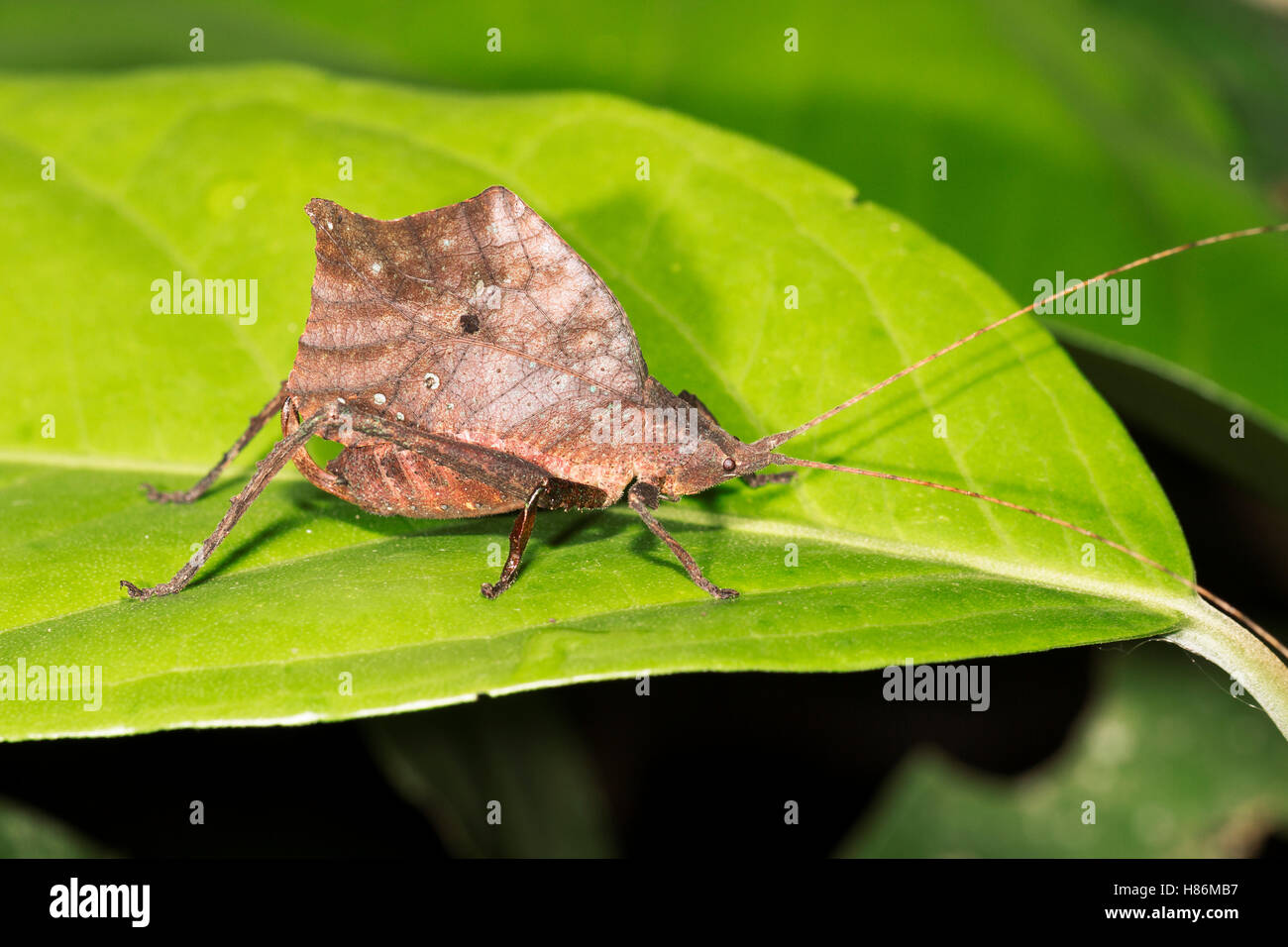 Cricket (Gryllidae) in rainforest, Panguana Nature Reserve, Peru Stock ...