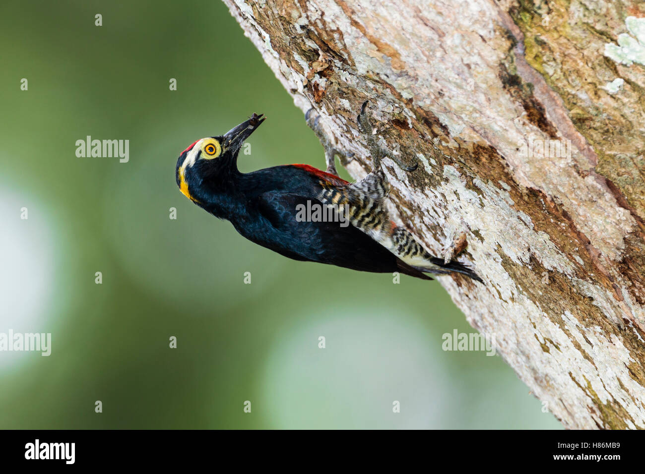 Yellow-tufted Woodpecker (Melanerpes cruentatus) male, Panguana Nature ...