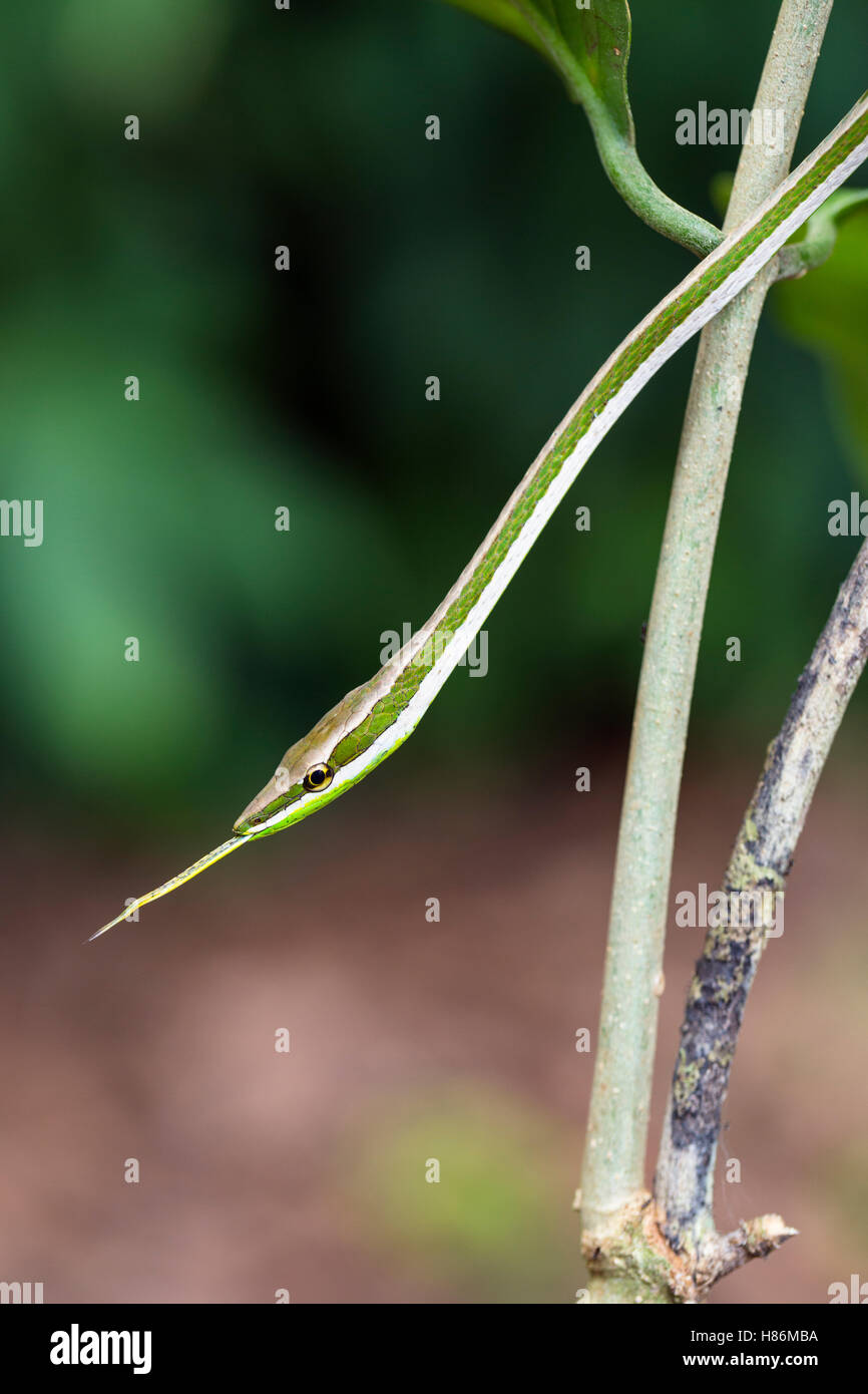 Green Vine Snake (Oxybelis fulgidus) flicking tongue, Panguana Nature ...