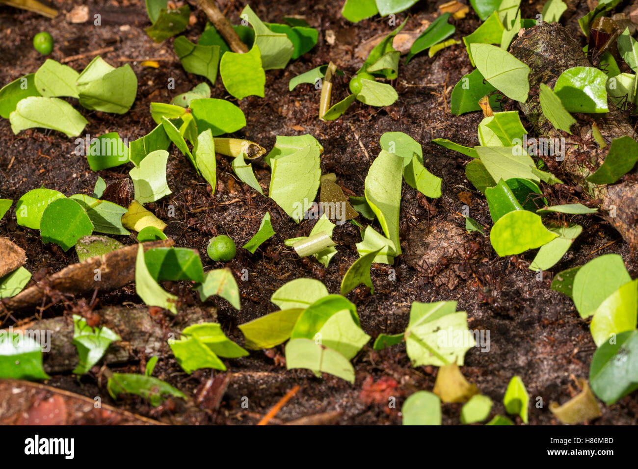 Leafcutter Ant (Atta cephalotes) group carrying leaves, Panguana Nature ...