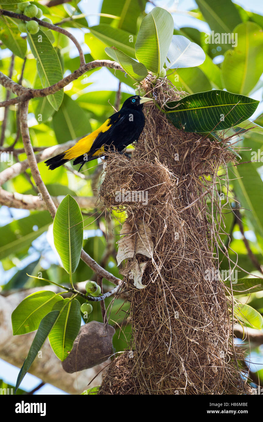 Yellow-rumped Cacique (Cacicus cela) at nest, Panguana Nature Reserve ...