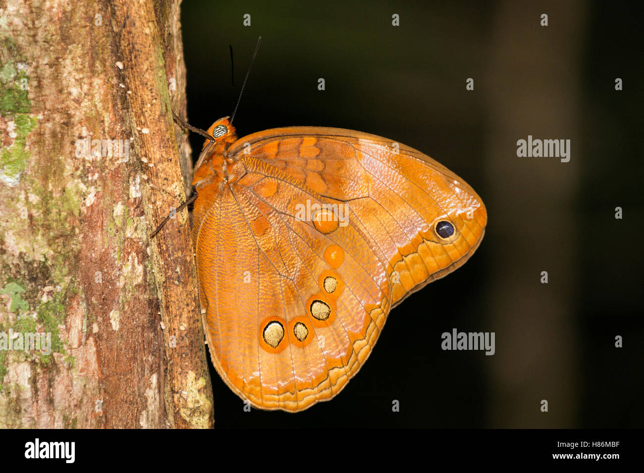 Nymphalid Butterfly (Nymphalidae), Panguana Nature Reserve, Peru Stock ...