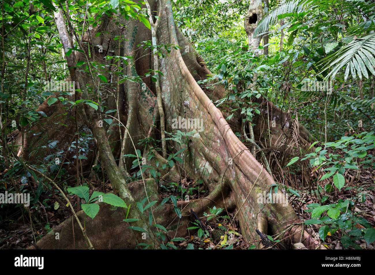 Buttress roots in lowland rainforest, Panguana Nature Reserve, Peru ...