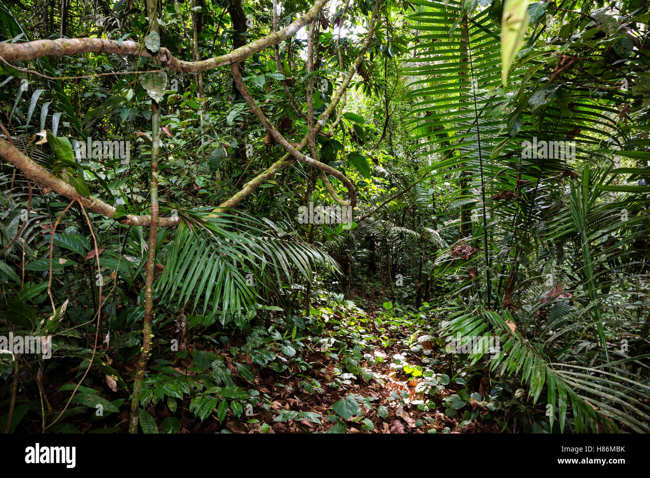 Lowland rainforest, Panguana Nature Reserve, Peru Stock Photo - Alamy