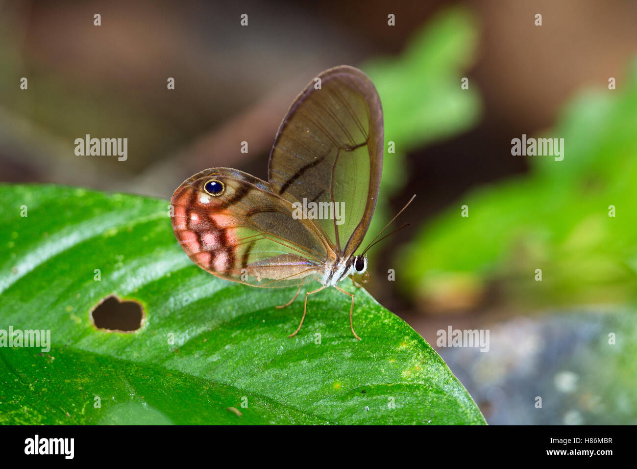 Pink-tipped Clearwing Satyr (Cithaerias pireta) butterfly, Panguana ...
