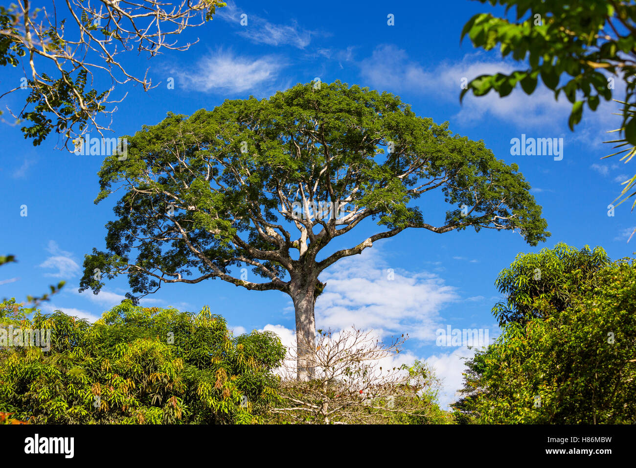 White Silk Floss Tree (Chorisia insignis) in lowland rainforest ...