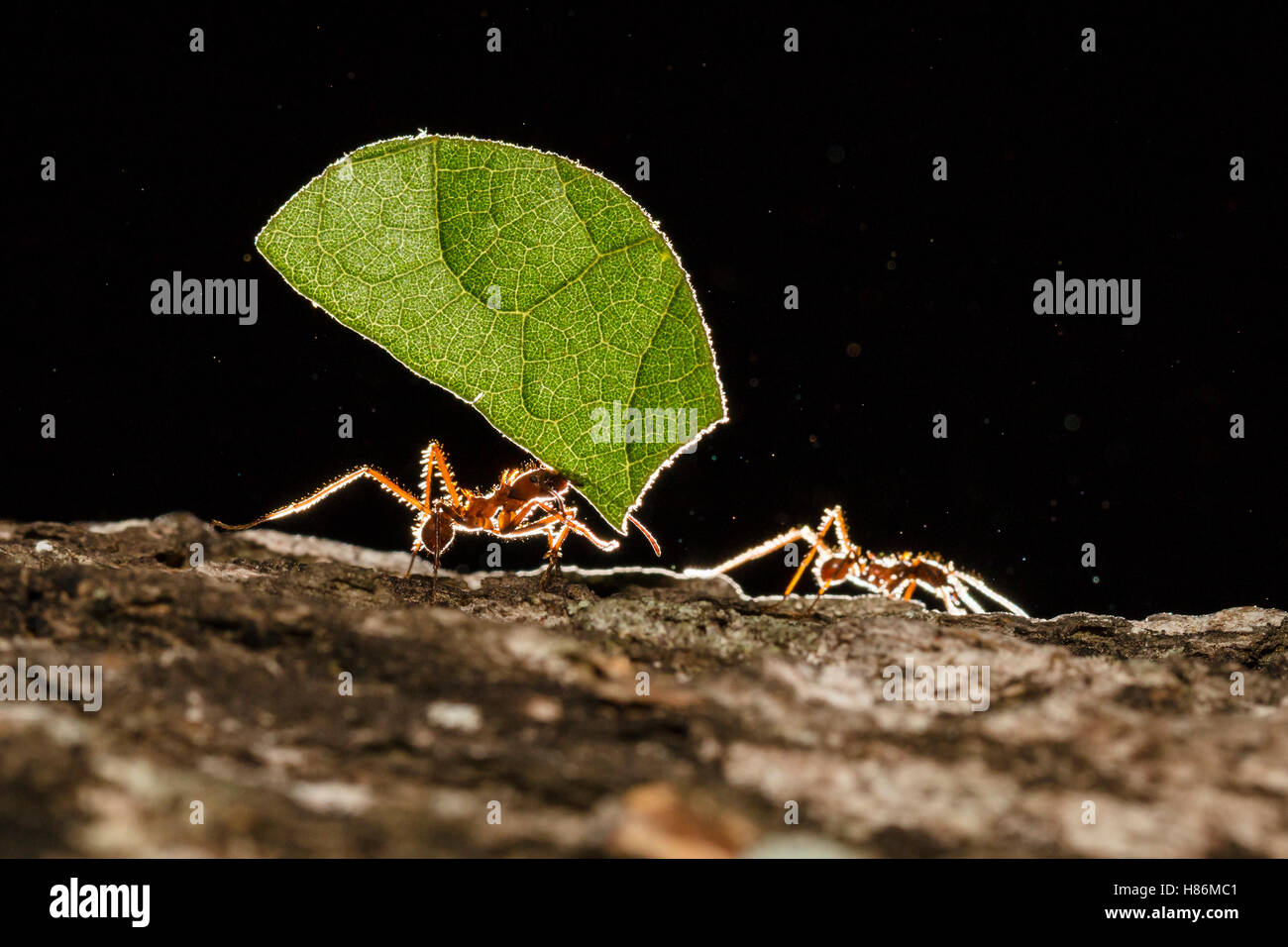 Leafcutter Ant (Atta cephalotes) carrying leaf, Pucallpa, Peru Stock ...