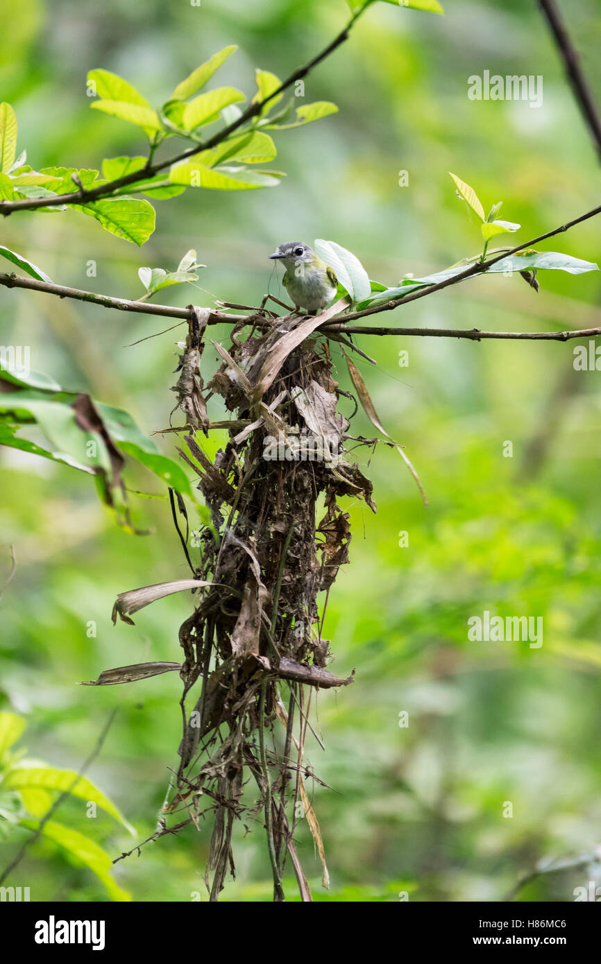 Short-tailed Pygmy-Tyrant (Myiornis ecaudatus) at nest, Panguana Nature ...