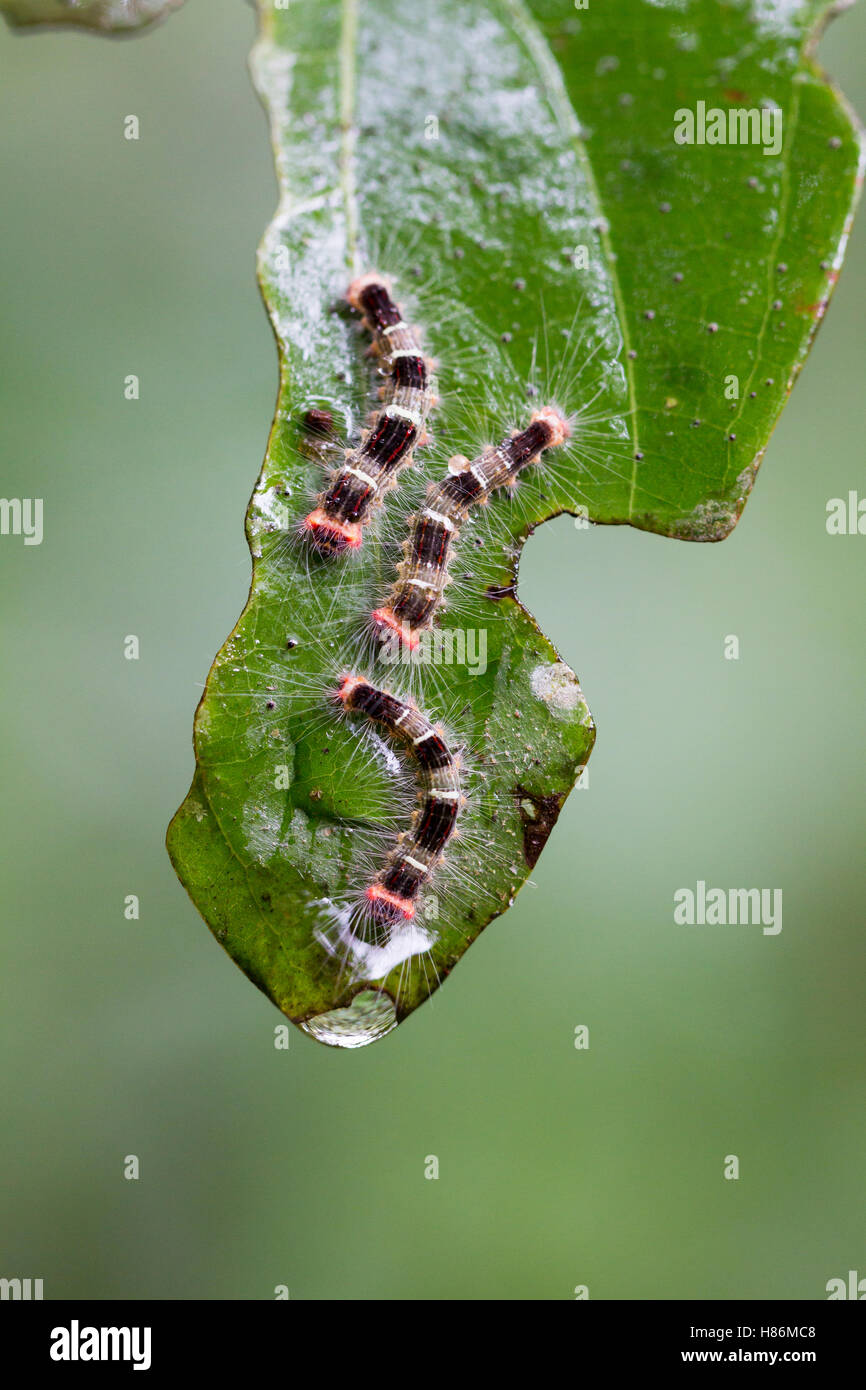 Moth caterpillars in rainforest, Panguana Nature Reserve, Peru Stock ...