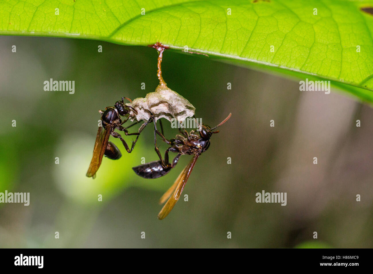 Wasp (Vespidae) pair at nest under leaf in lowland rainforest, Panguana ...