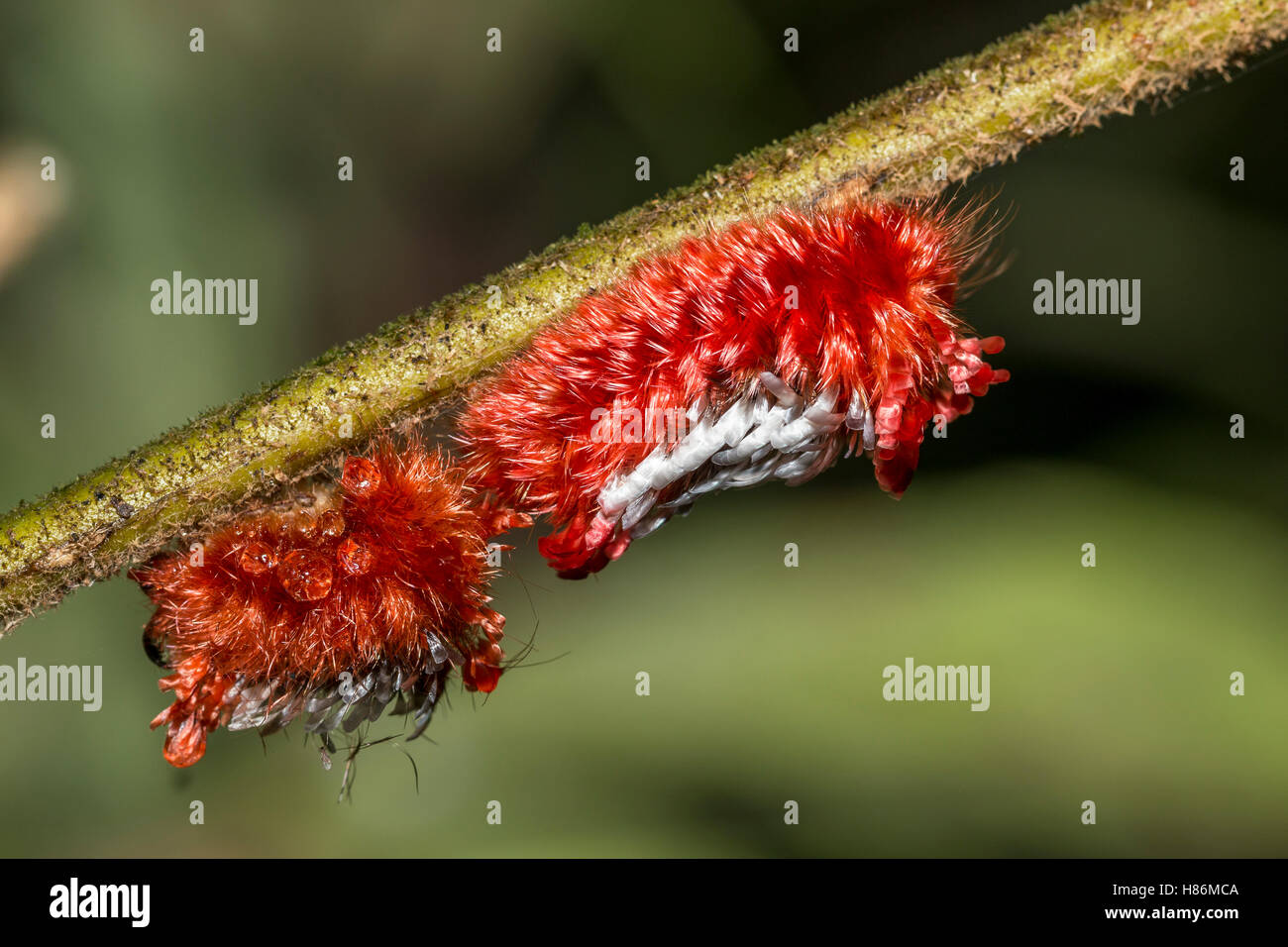 Moth (Prothysana sp) caterpillar in rainforest, Panguana Nature Reserve ...