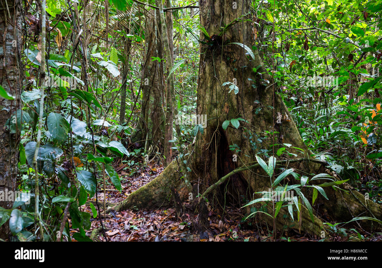 Lowland rainforest, Panguana Nature Reserve, Peru Stock Photo - Alamy