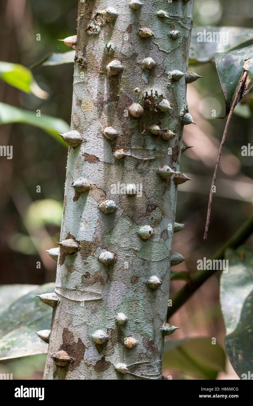 Tree with spikes in lowland rainforest, Panguana Nature Reserve, Peru ...