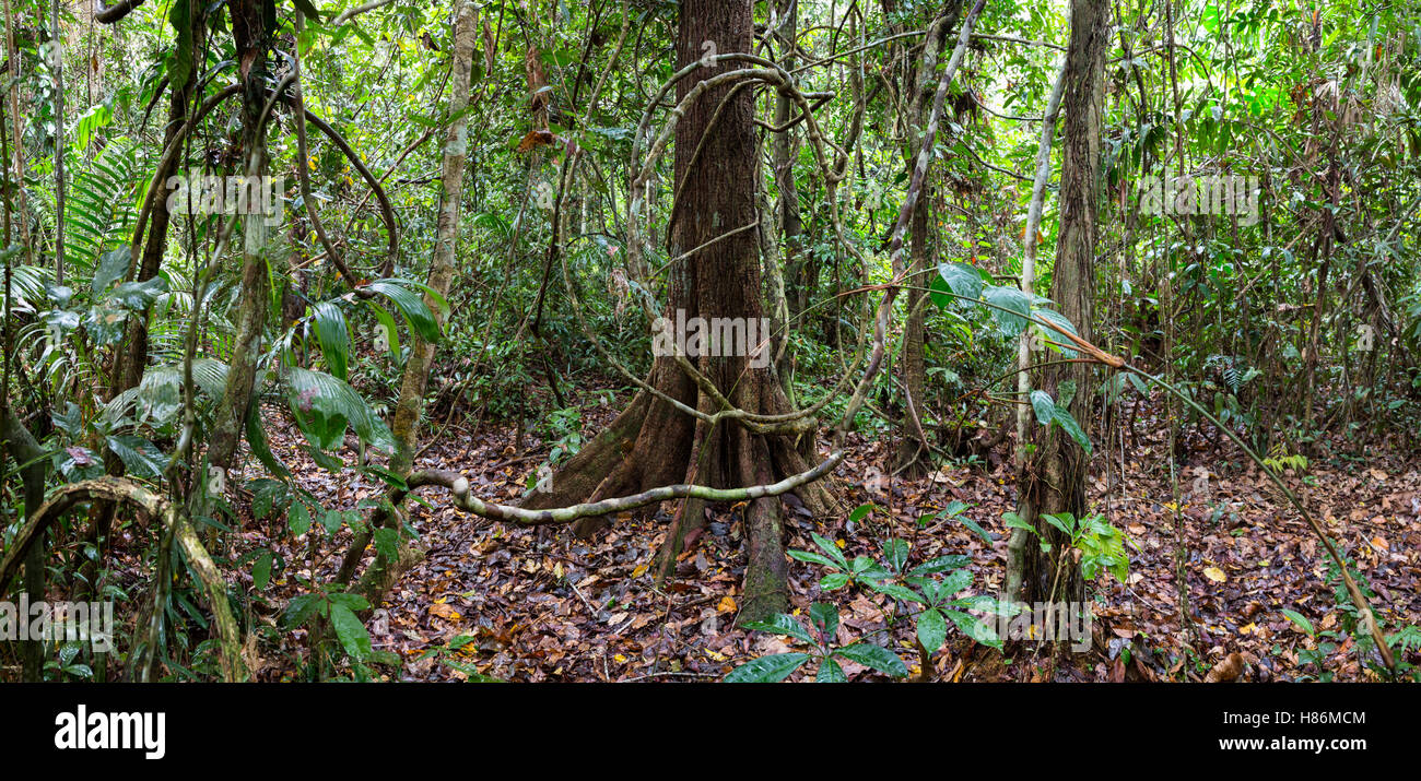 Liana in lowland rainforest, Panguana Nature Reserve, Peru Stock Photo ...