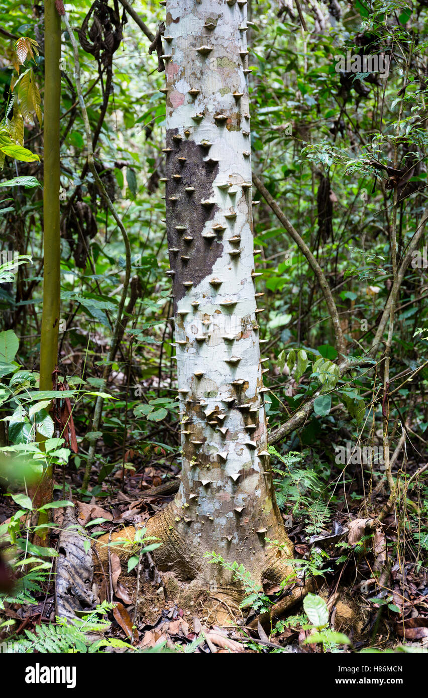 Tree with spikes in lowland rainforest, Panguana Nature Reserve, Peru ...