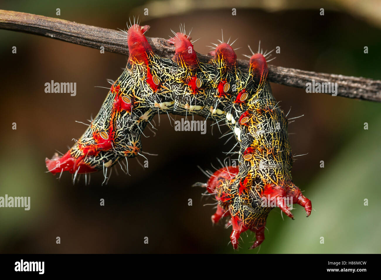 Moth (Erebidae) caterpillar in rainforest, Panguana Nature Reserve ...