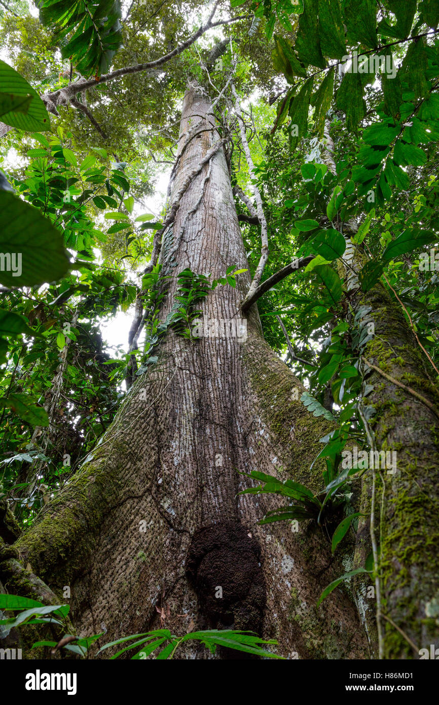 Tree with buttress roots in lowland rainforest, Panguana Nature Reserve ...