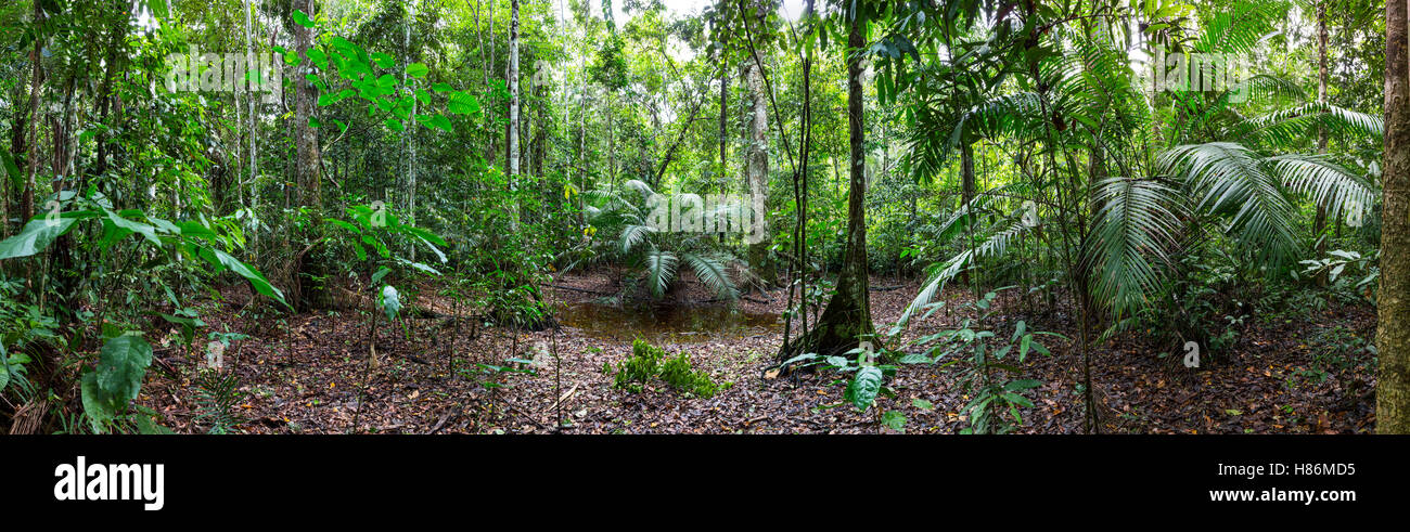 Lowland rainforest, Panguana Nature Reserve, Peru Stock Photo - Alamy