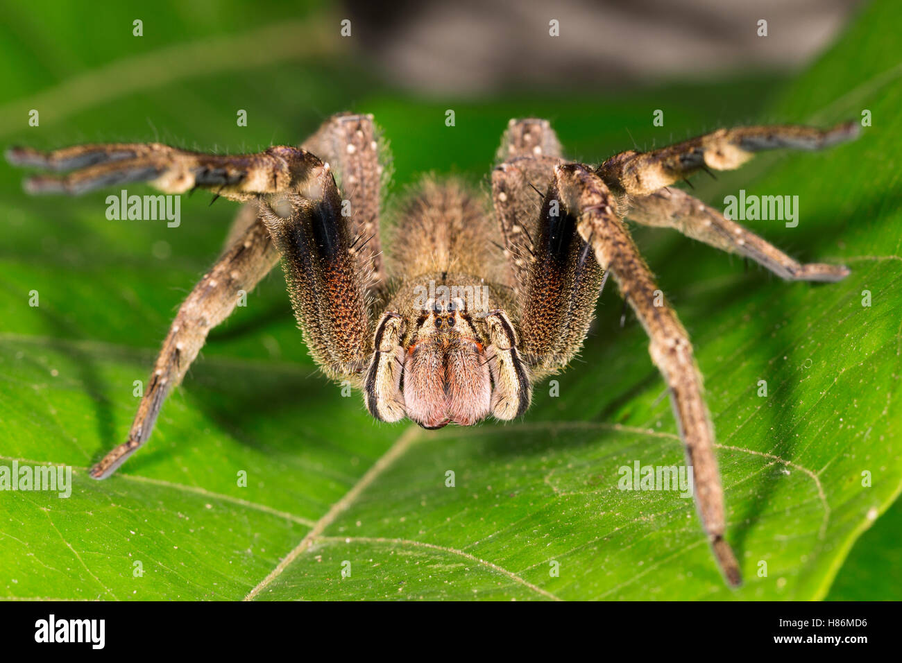 Wandering Spider (Phoneutria fera) in defensive posture, Panguana ...