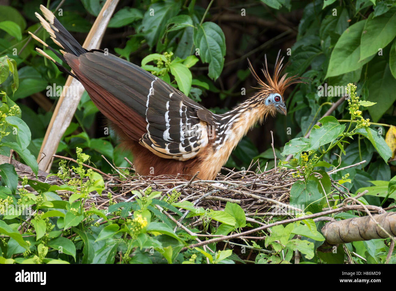 Hoatzin (Opisthocomus hoazin) on nest, Panguana Nature Reserve, Peru ...