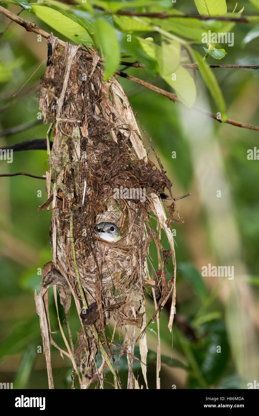 Short-tailed Pygmy-Tyrant (Myiornis ecaudatus) in nest, Panguana Nature ...