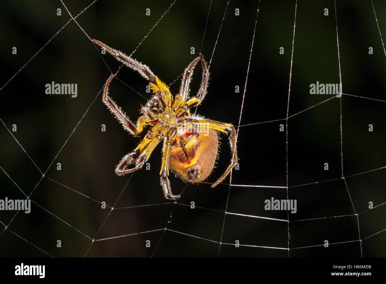 Orb-weaver Spider (Araneidae) in web, Panguana Nature Reserve, Peru ...