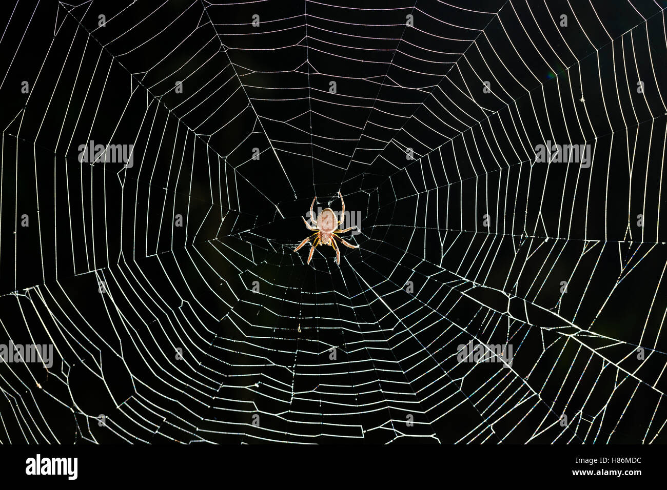Orb-weaver Spider (Araneidae) in web, Panguana Nature Reserve, Peru ...