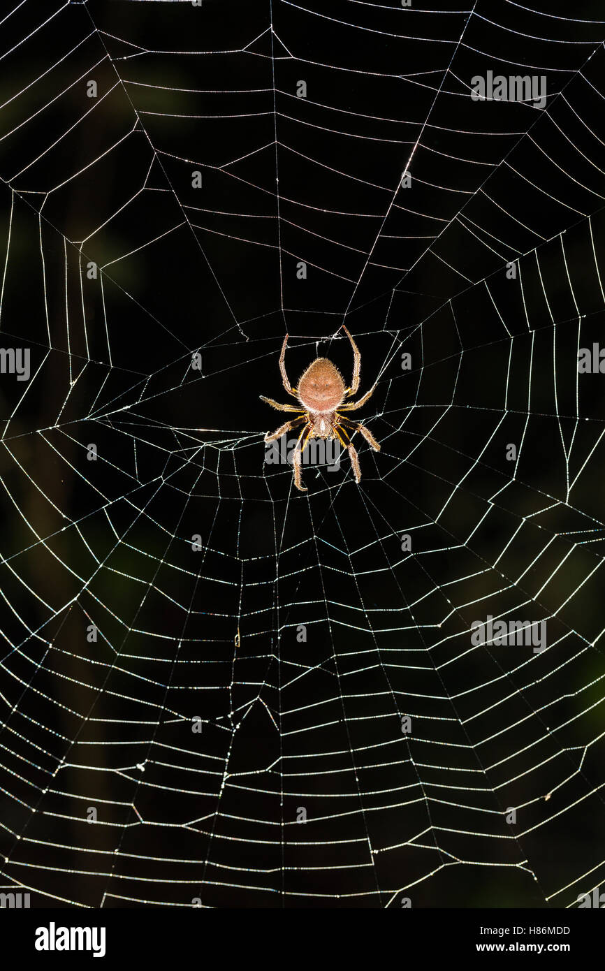 Orb-weaver Spider (Araneidae) in web, Panguana Nature Reserve, Peru ...