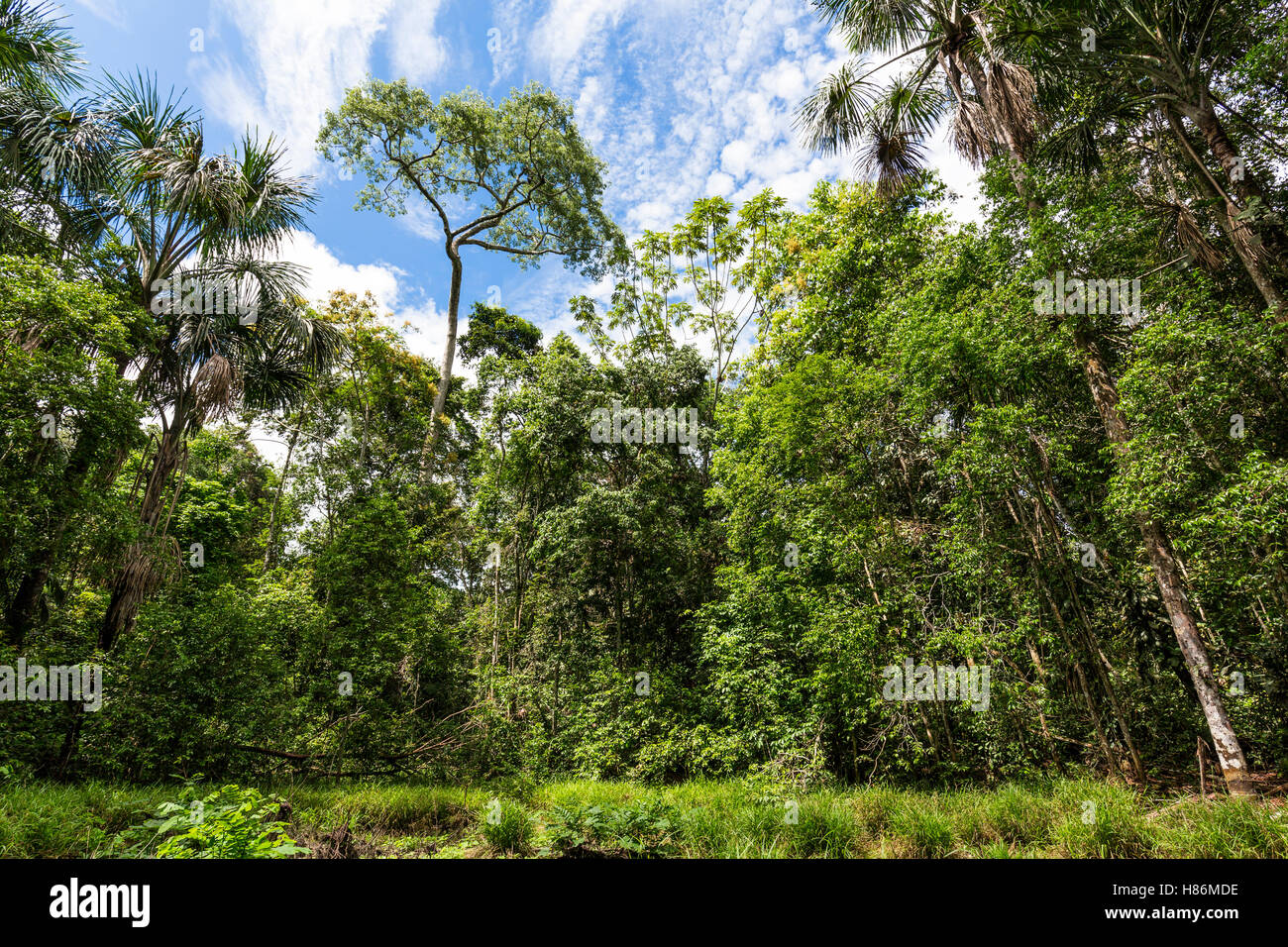 Lowland rainforest edge, Panguana Nature Reserve, Peru Stock Photo - Alamy