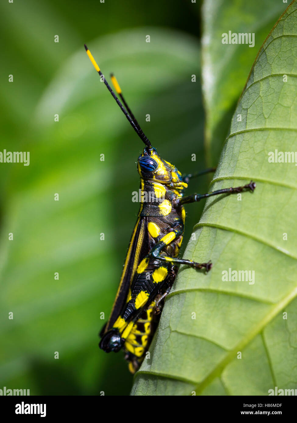 Grasshopper (Acrididae) in rainforest, Panguana Nature Reserve, Peru ...