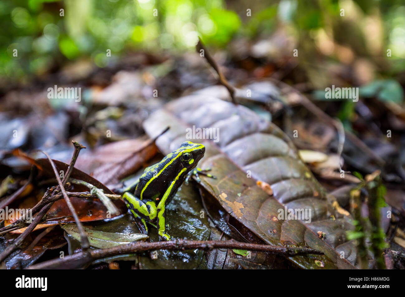 Three-striped Poison Dart Frog (Ameerega trivittata) in rainforest ...