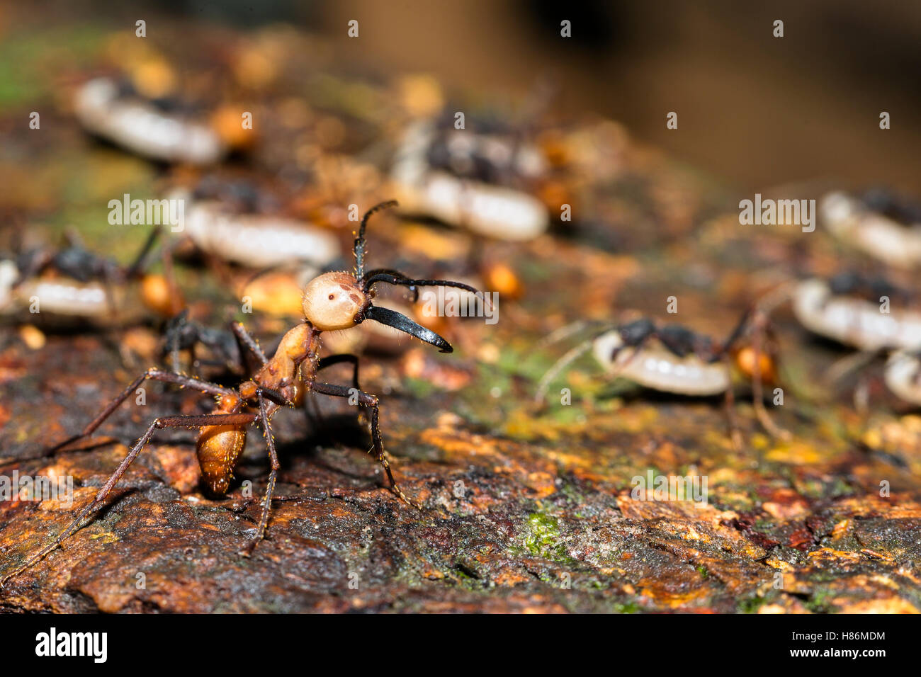 Army Ant (Eciton burchellii) soldier protecting workers carrying larvae ...