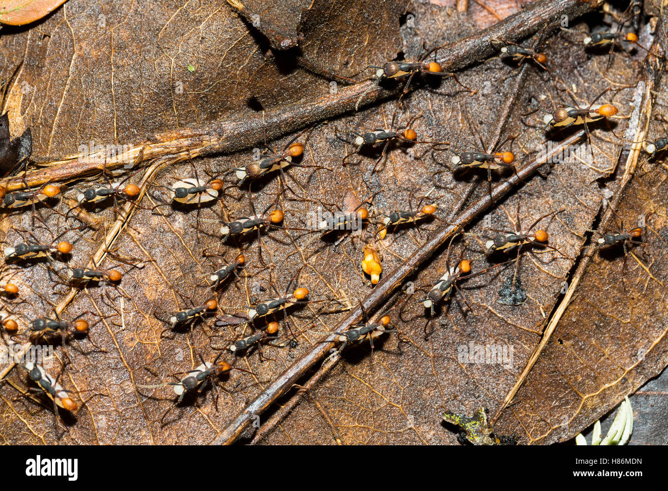 Army Ant (Eciton burchellii) column, Panguana Nature Reserve, Peru ...