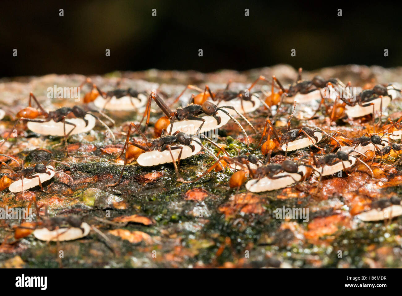 Army Ant (Eciton burchellii) column carrying pupas, Panguana Nature ...