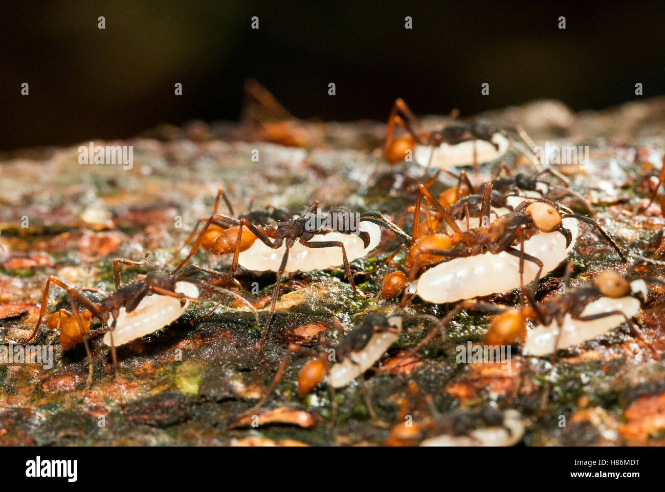 Army Ant (Eciton burchellii) group carrying larvae, Panguana Nature ...