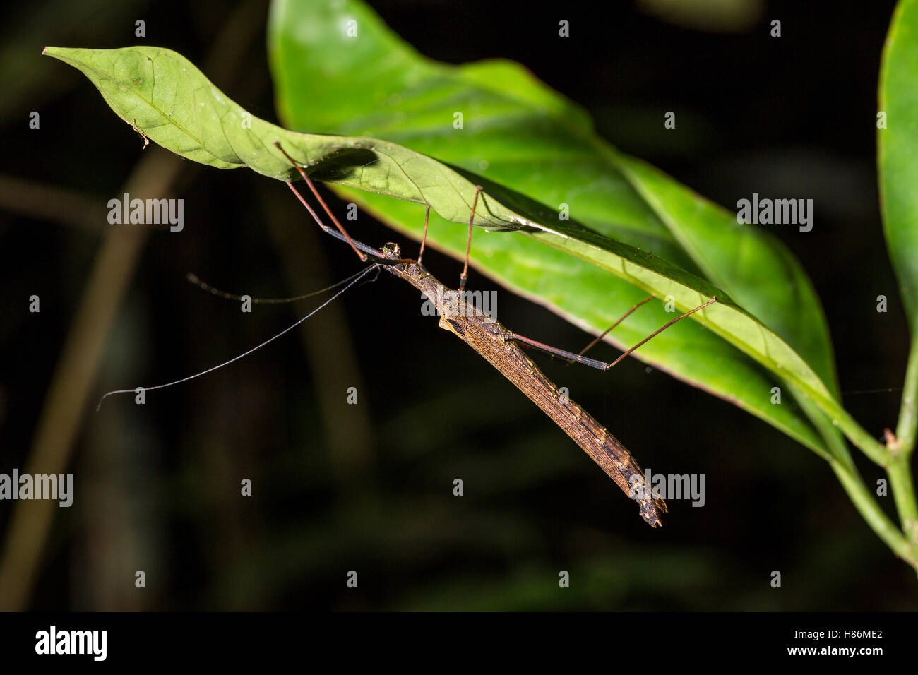 Stick Insect (Pseudophasma sp), Panguana Nature Reserve, Peru Stock ...