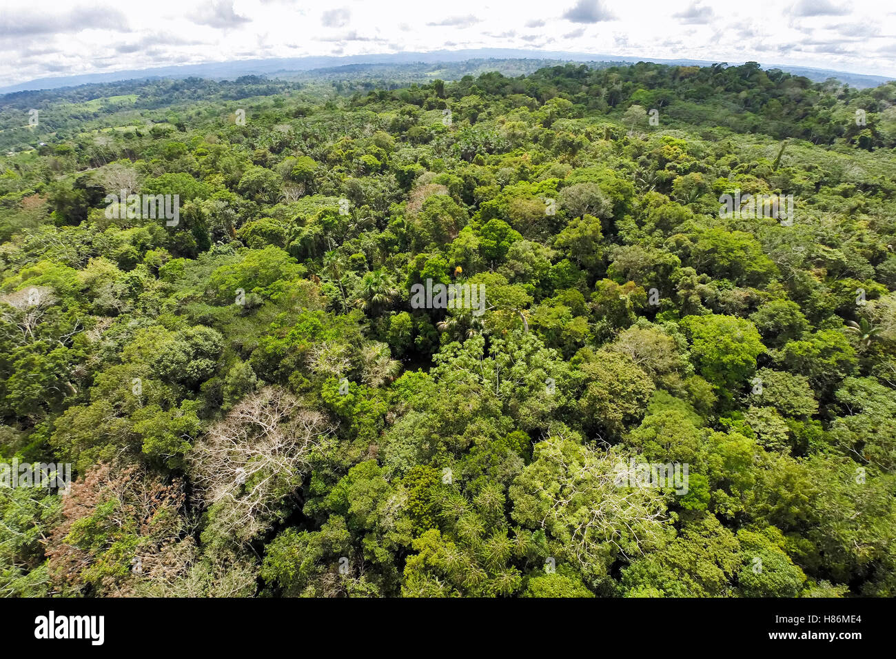 Lowland rainforest, Panguana Nature Reserve, Peru Stock Photo - Alamy